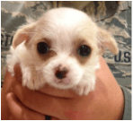 Puppy and Kitten Packages | Animal Hospital in Fairfield