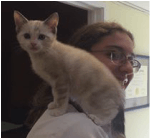 Puppy and Kitten Packages | Animal Hospital in Fairfield