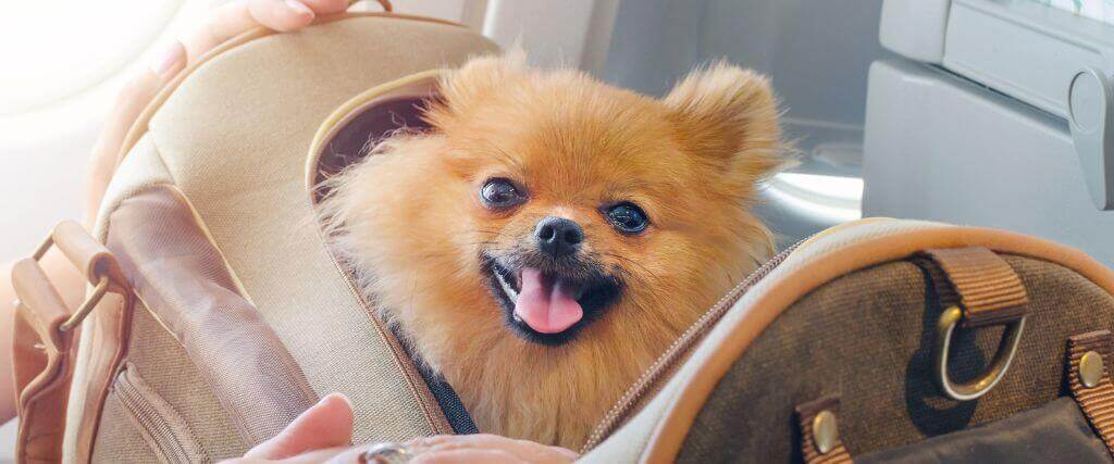 How to Bring a Dog into the US: The Latest Dog Importation Regulations ...