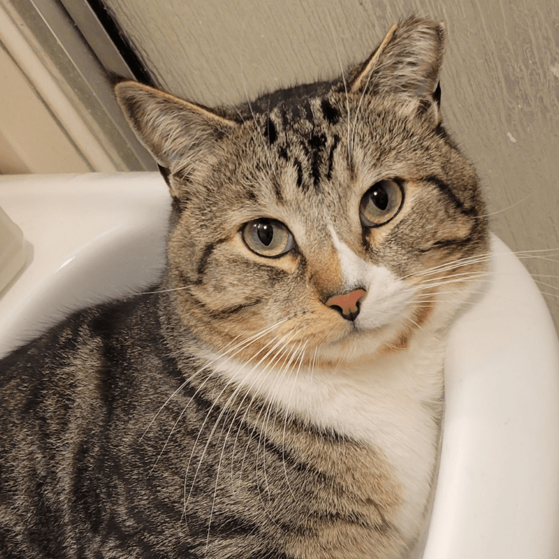 Samantha M. | Animal Hospital in Fairfield