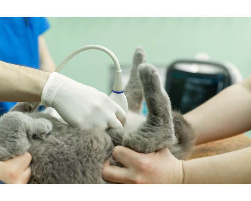 Diagnostic Imaging | Animal Hospital in Fairfield